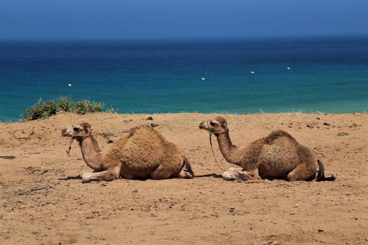 SEVILLE, TANGIER & Gibraltar 3 days tour